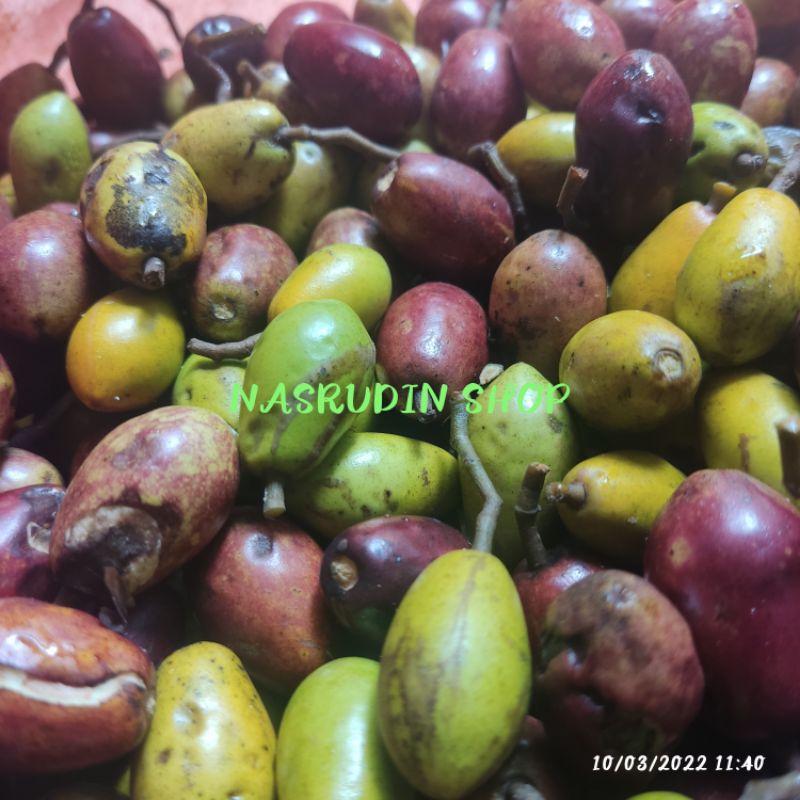 Jual BIBIT BIJI KAYU AFRIKA 1KG | BUAH KAYU AFRIKA | MANII | SOBSI ...