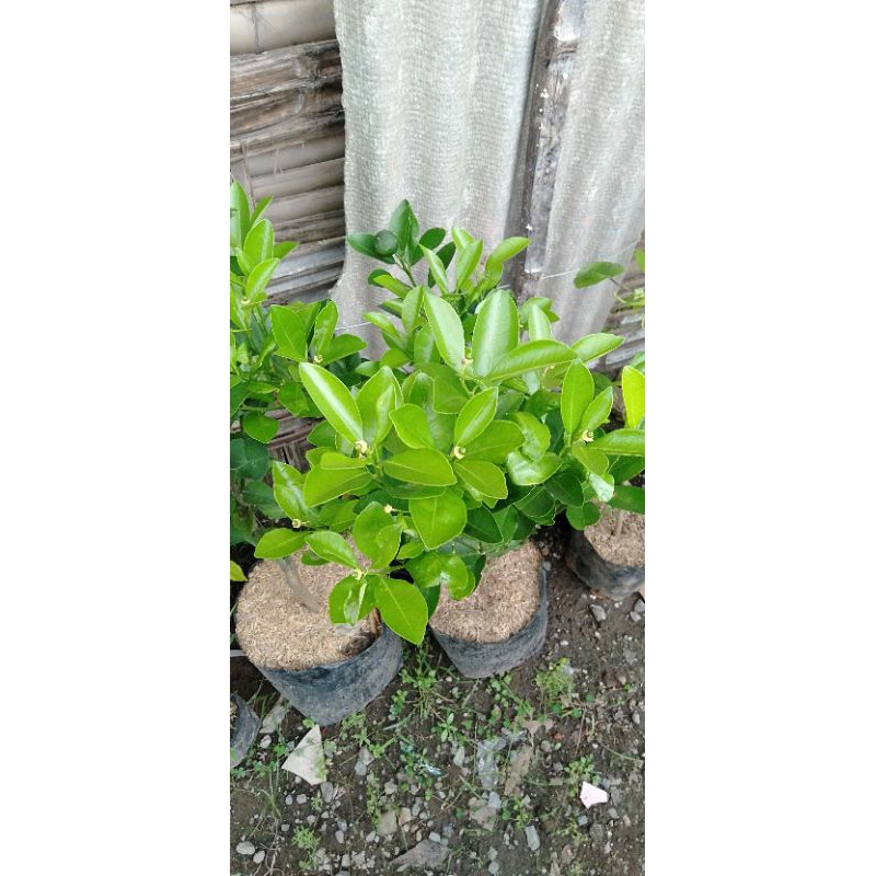 Jual bibit jeruk lemon cui/monde | Shopee Indonesia