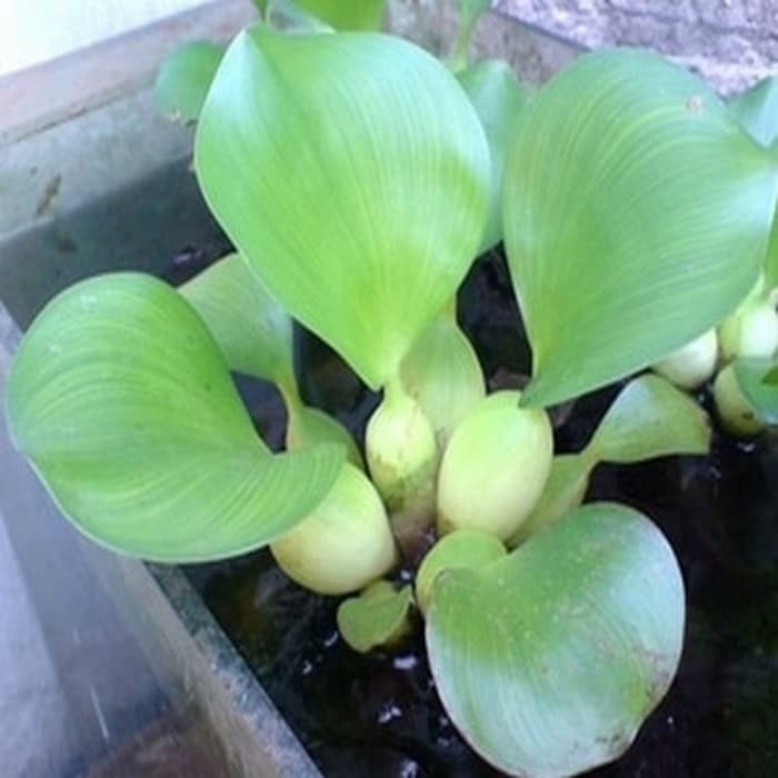 Jual ECENG GONDOK tumbuhan air mengapung Eichhornia crassipes | Shopee ...