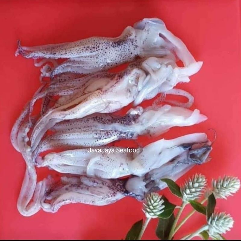 Jual Kepala cumi fresh | Shopee Indonesia