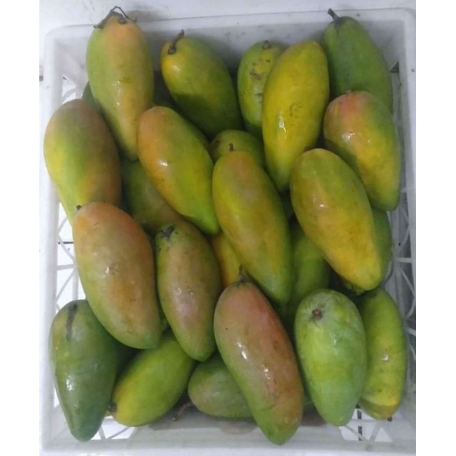 Jual Buah Mangga Thailand Kiojay Fresh / 1Kg | Shopee Indonesia