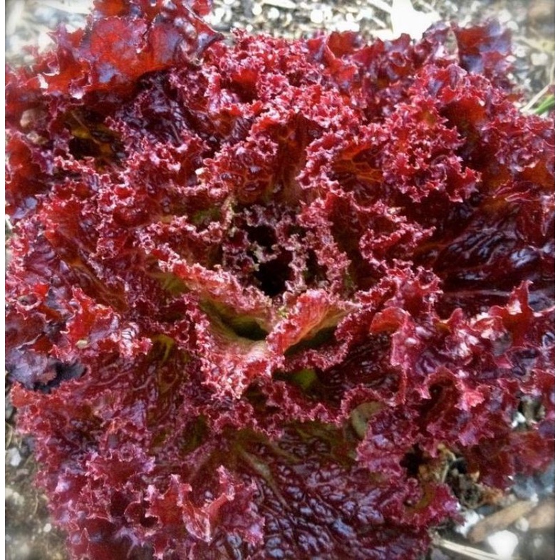 Jual Benih selada keriting merah Red Rapid , Repack isi 100 biji ...