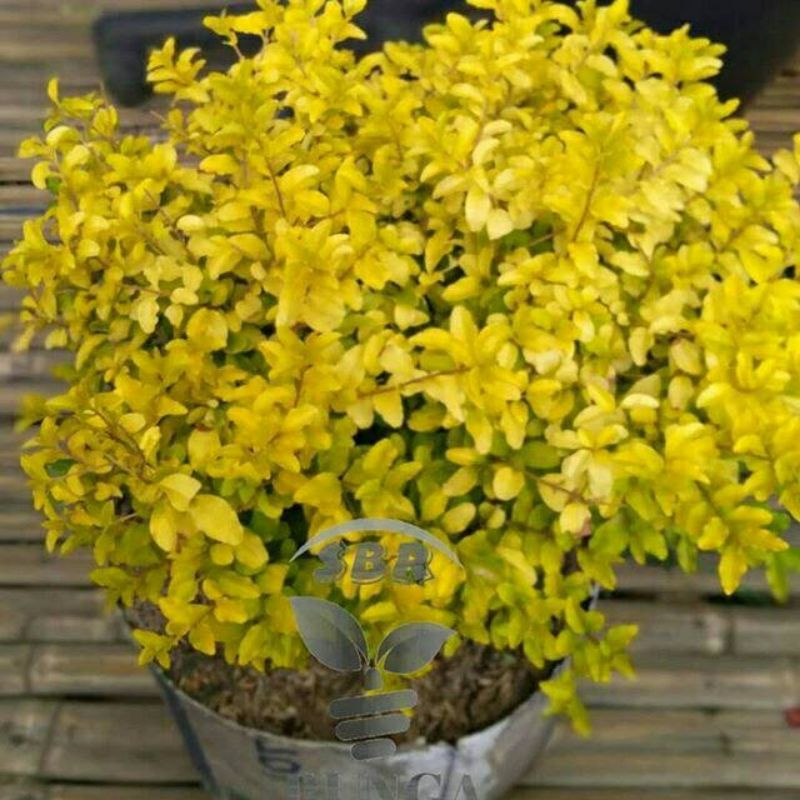Jual tanaman hias legistrum kuning | Shopee Indonesia