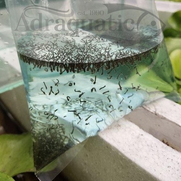 Jual JENTIK NYAMUK HIDUP ENCU LARVA PAKAN MAKANAN IKAN BURAYAK ENCUK ...