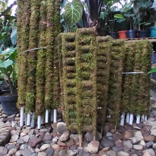 Jual Turus Lumut Ajir Tanaman Hias | Shopee Indonesia