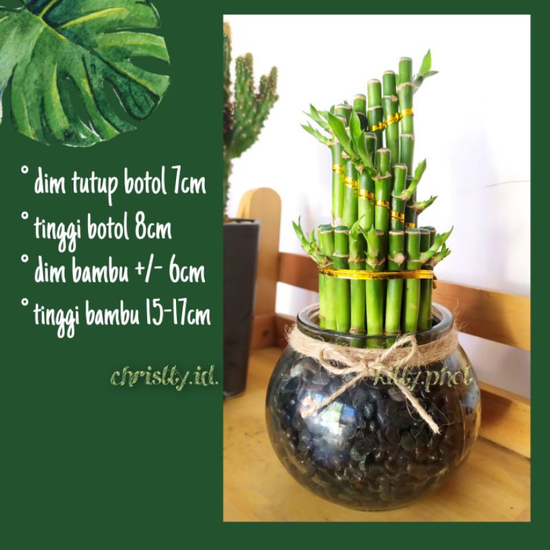 Jual (TERRARIUM) paket bambu hoki + Batu hias + Botol Kaca Bulat / VAS ...