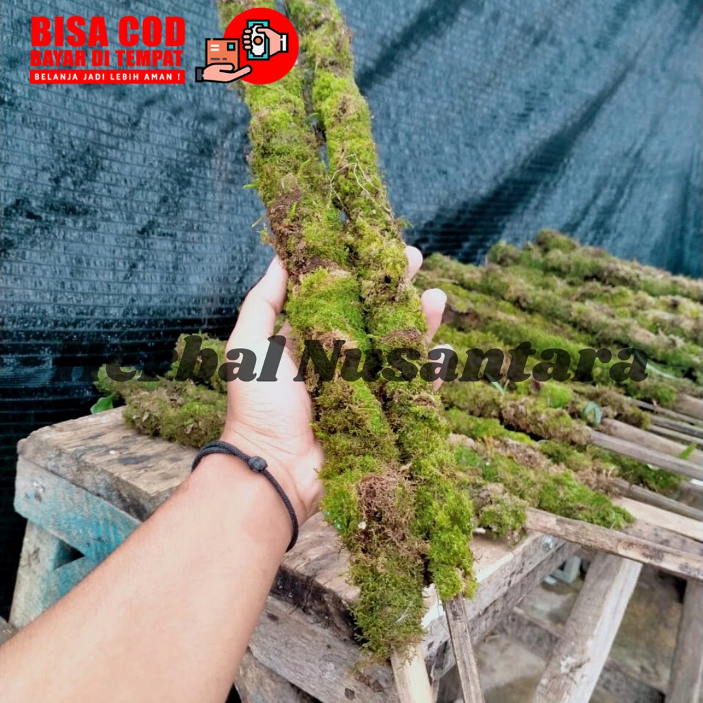 Jual Turus Lumut Hidup Batang Bambu - Ajir Media Tanaman Rambat ukuran ...