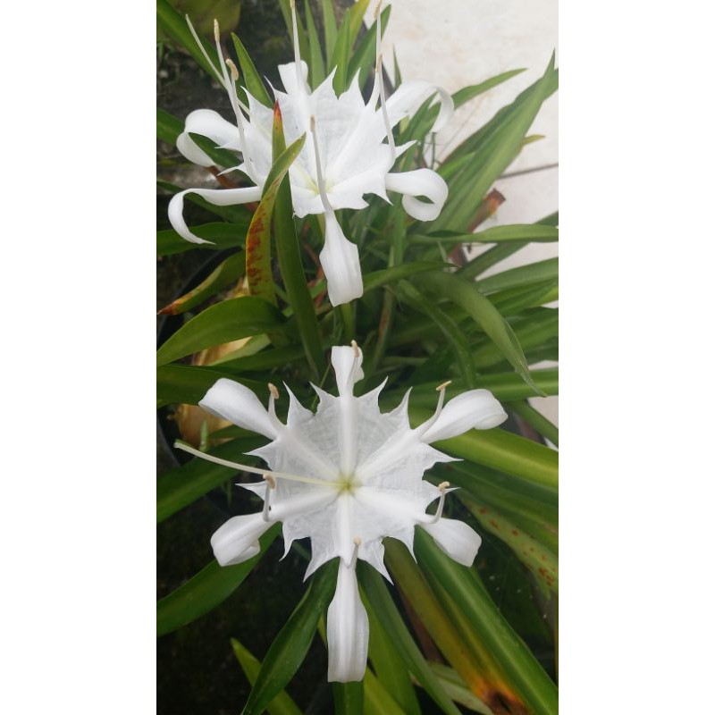 Jual Tanaman hias bawang-bawangan | Shopee Indonesia