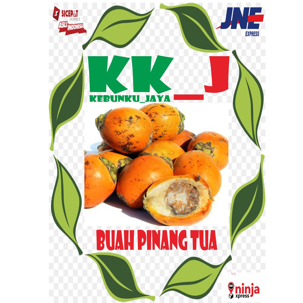 Jual OBAT HERBAL BUAH PINANG TUA 1KG MURAH KEBUNKU_JAYA | Shopee Indonesia