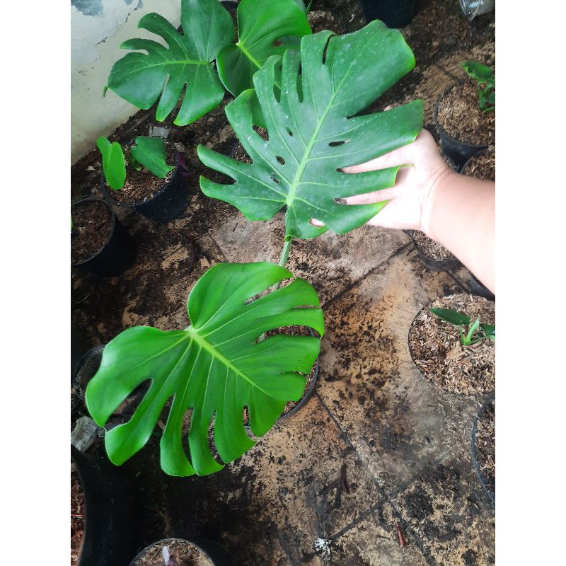 Jual Monstera King | Shopee Indonesia