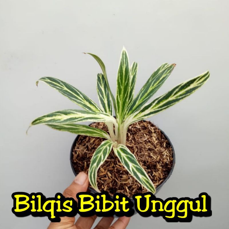 Jual bunga aglonema bamboo/Bambo (bunga aglonema) | Shopee Indonesia