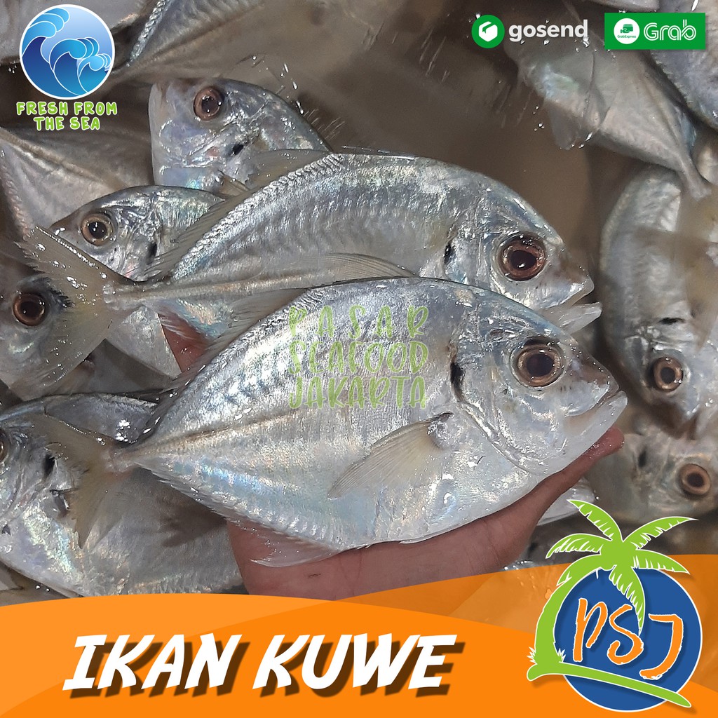 Jual IKAN KUWE SEGAR / IKAN KUE FRESH ISI 2-4 ekor | Shopee Indonesia