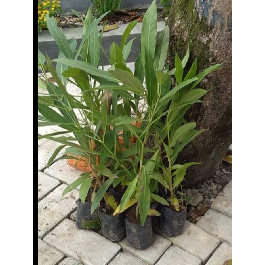 Jual 5 Ons Benih Biji Pohon Tabebuya Bunga Kuning | Shopee Indonesia