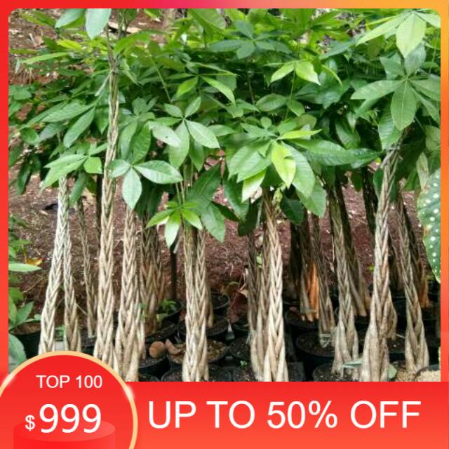 Jual jual pohon pachira - money tree - pohon unik | Shopee Indonesia