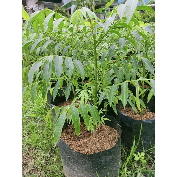 Jual Pohon Buah Kedondong - Bibit Tanaman Buah Kedondong | Shopee Indonesia Jual Pohon Buah Kedondong - Bibit Tanaman Buah Kedondong | Shopee Indonesia