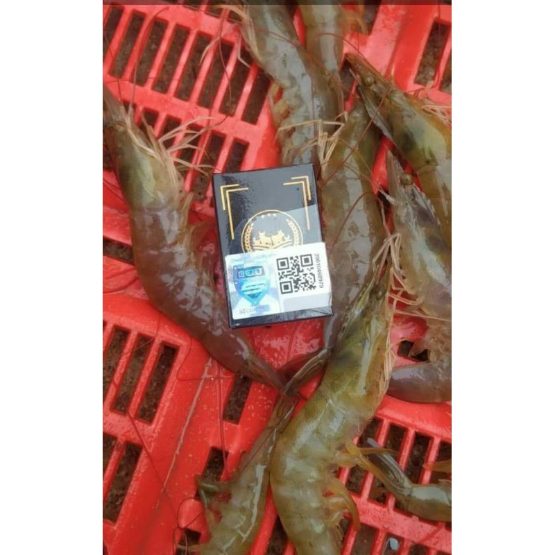 Jual Ecofeed 100% original vitamin ternak,sapi,ayam,udang,ikan,kambing ...