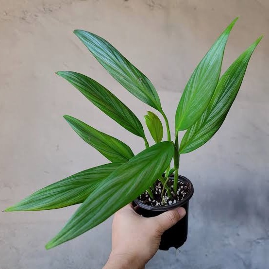 Jual Tanaman Hias Epipremnum Amplissimum Cantik Merambat | Shopee Indonesia