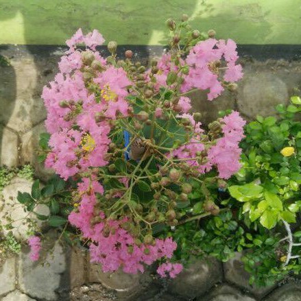 Jual Bibit Bunga Sakura | Shopee Indonesia