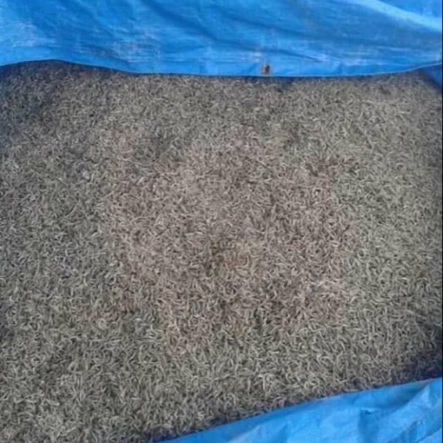 Jual Ikan kering penja atau biasa jg disebut ikan seribu | Shopee Indonesia