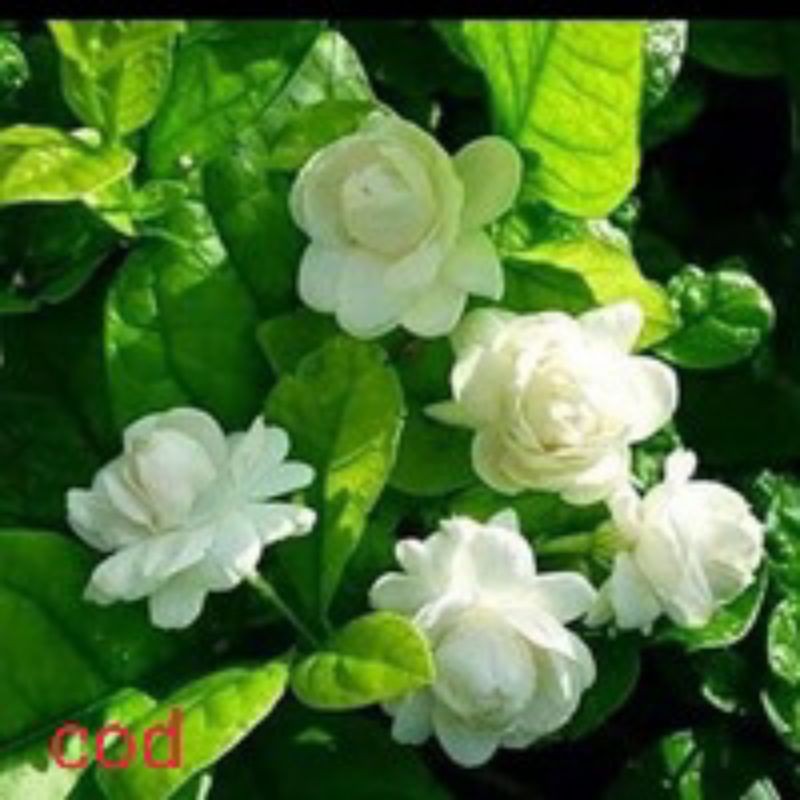 Jual bibit tanaman bunga melati tumpuk wangi | Shopee Indonesia