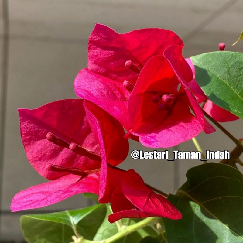 Jual tanaman hias bunga bougenville tanaman bunga kertas bugenvil merah pohon bougenvil | Shopee ...
