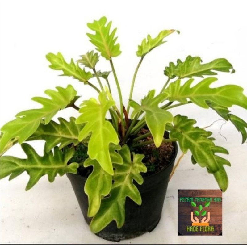 Jual Tanaman Hias Philodendron Xanadu Golden | Shopee Indonesia