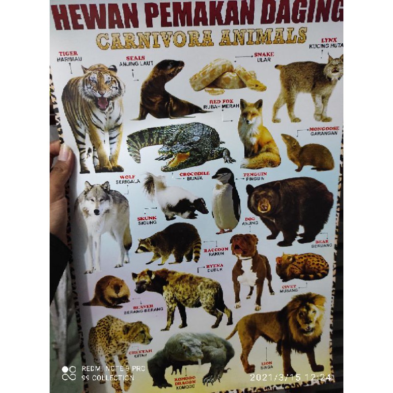 Jual Poster binatang pemakan daging poster carnivora | Shopee Indonesia
