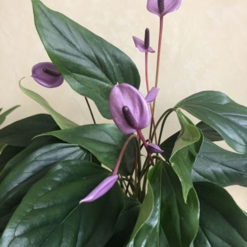 Jual Tanaman Anthurium Mini Ungu ( Mini Purple Anthurium) | Shopee ...