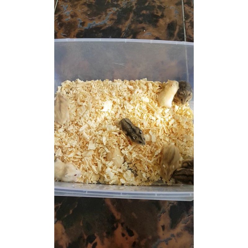 Jual Hamster Winter White WW Tiger Pearl Golden Argente | Shopee Indonesia