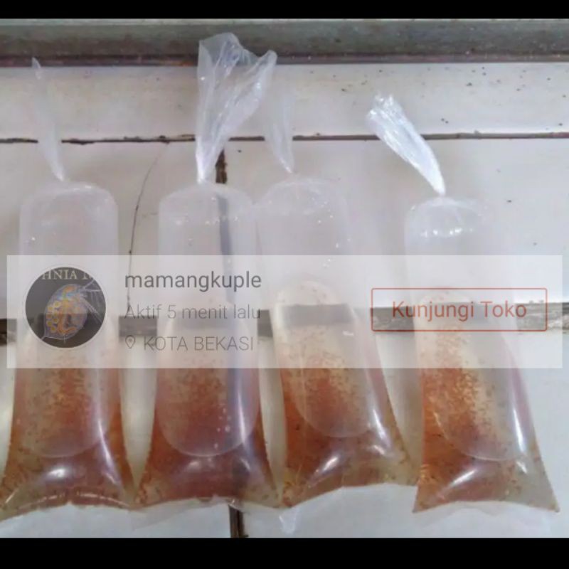 Jual KUTU AIR HIDUP JUMBO DAPHNIA MAGNA RAKSASA PAKET 7 KANTONG UKURAN ...