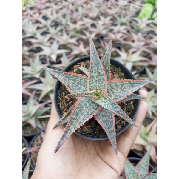 Jual Aloe bright ember atau Aloe pink blush | tanaman hias cantik ...
