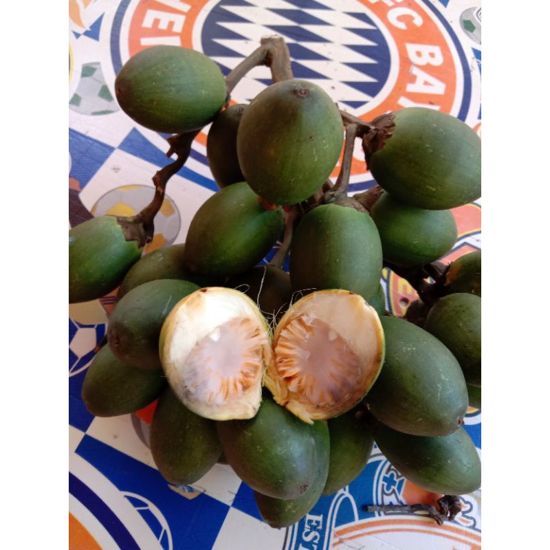 Jual BUAH PINANG MUDA/OBAT PERKASA 500 GRAM | Shopee Indonesia