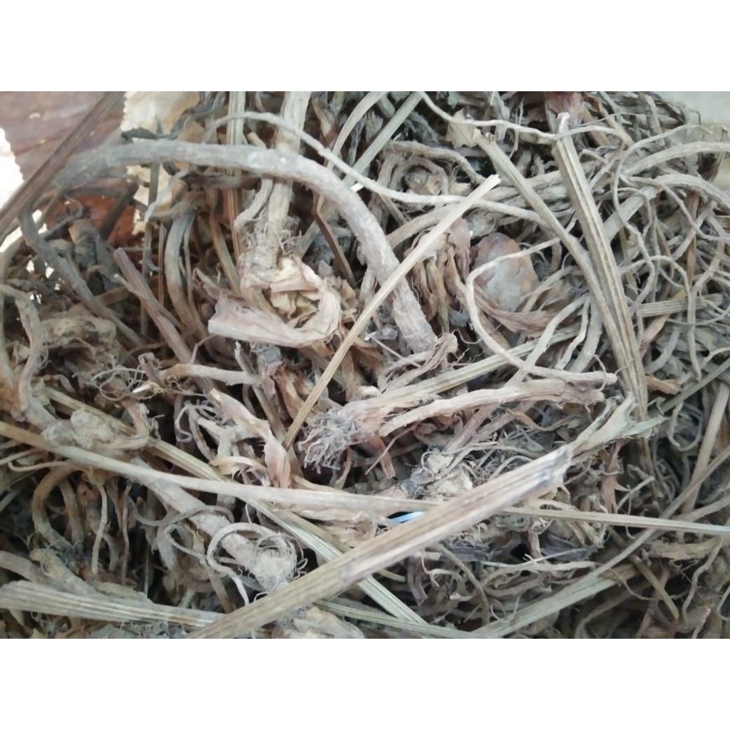 Jual AKAR PURWOCENG KERING PURWOCENG KERING ASLI MURNI 100% | Shopee ...