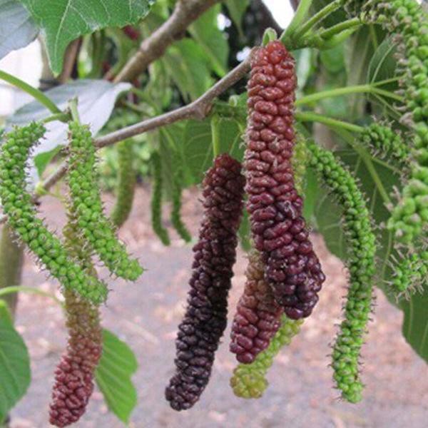 Jual Tanaman Buah Long Murbei ( Himalayan Murbei ) | Shopee Indonesia