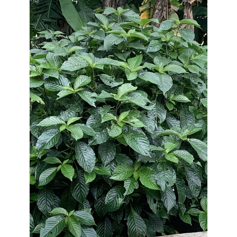 Jual daun pecah beling 5rb/10lembar | Shopee Indonesia