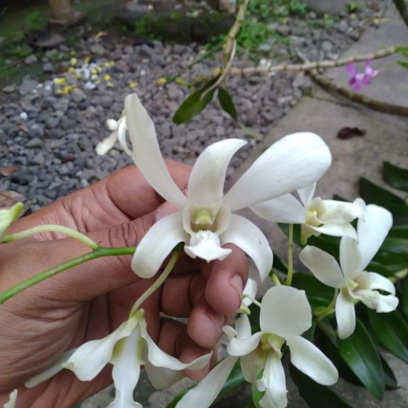 Jual Jual Keiki Anggrek Dendrobium Capung Jawa Putih | Shopee Indonesia