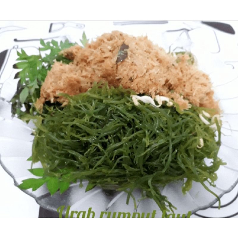 Jual Rumput laut segar istimewa 1kg SEA MOSS ALAMI | Shopee Indonesia