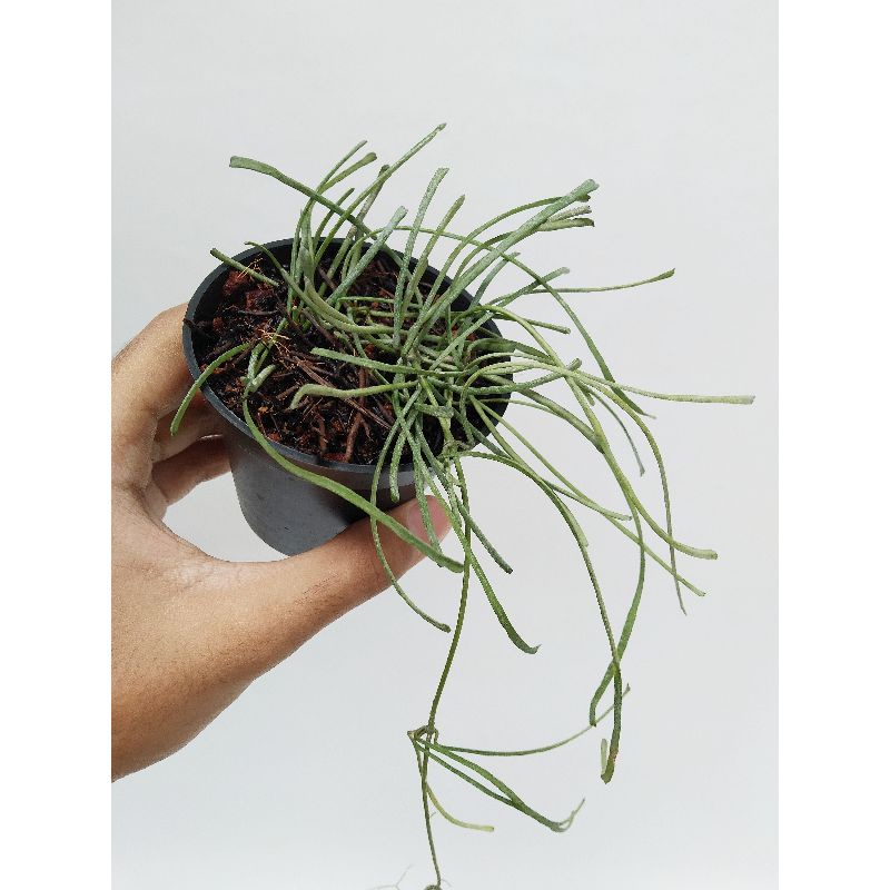 Jual Hoya retusa Tanaman hias | Shopee Indonesia Jual Hoya retusa Tanaman hias | Shopee Indonesia
