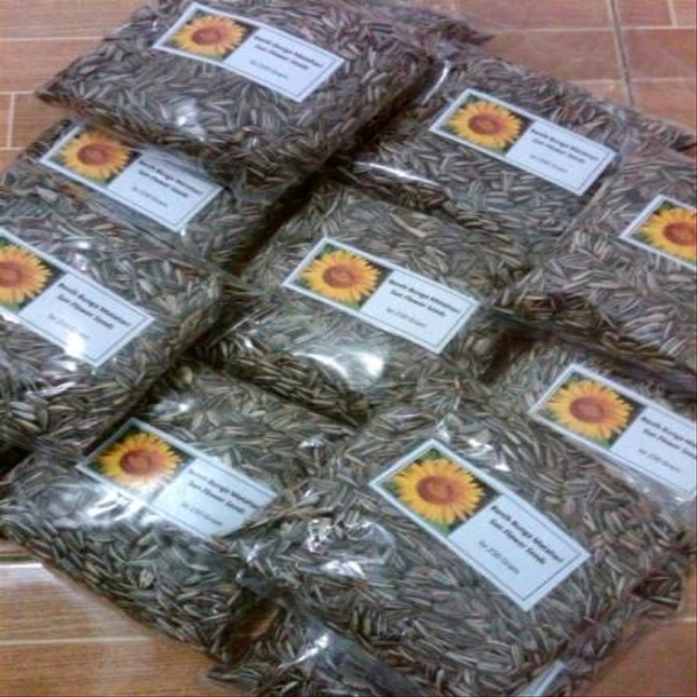 Jual PAKET ISI BENIH-BIJI BUNGA MATAHARI KUNING 100 BIJI -RSB1990 | Shopee Indonesia