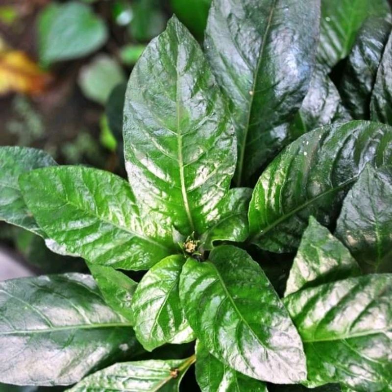 Jual Daun Reundeu segar 1 kg Lalapan Lalap Khas SundA | Shopee Indonesia