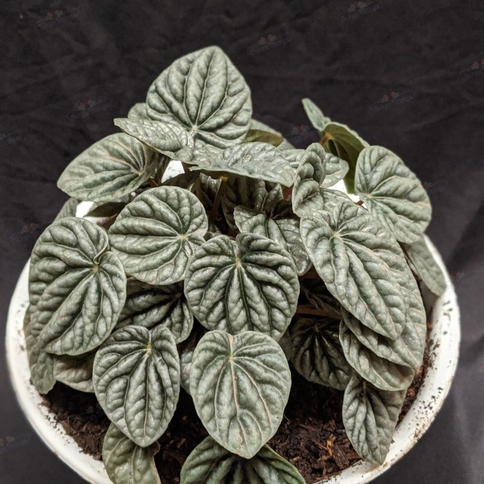Jual Tanaman Bunga Paperomia Caperata Silver (peperomia silver ripple ...