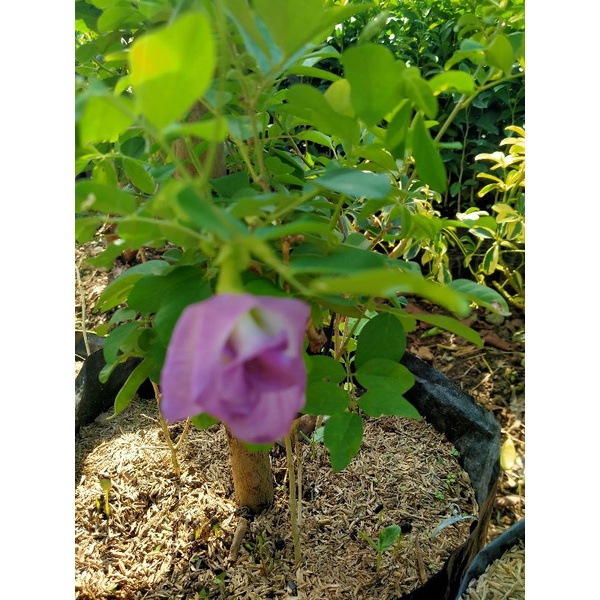 Jual Bibit Bunga telang ( Bunga Tumpuk ) | Shopee Indonesia