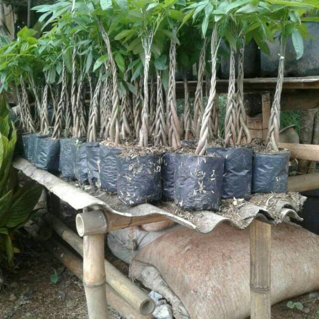 Jual Tanaman hias pacira kepang 6 | pohon pacira | pohon uang | Shopee ...
