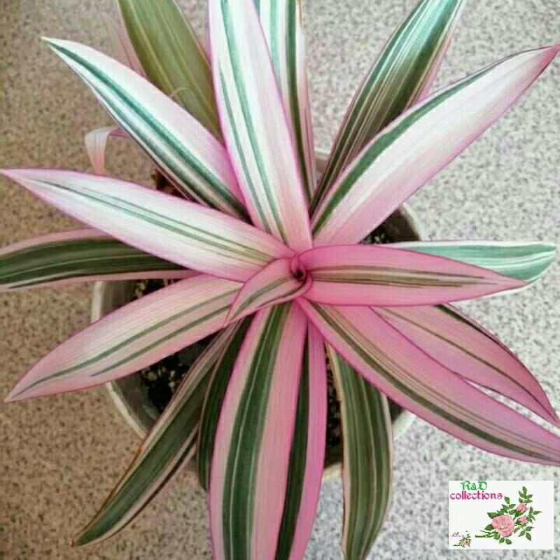 Jual tanaman hias rhoeo discolor tanaman adam hawa variegata | Shopee ...