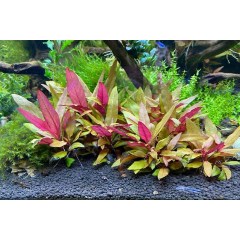 Jual Tanaman aquascape Alternanthera reineckii mini tanaman stemp plant ...