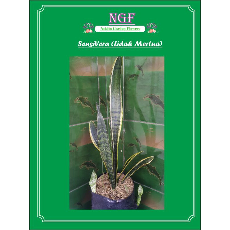 Jual Tanaman hias | Lidah Mertua | Sensivera | Shopee Indonesia Jual Tanaman hias | Lidah Mertua | Sensivera | Shopee Indonesia