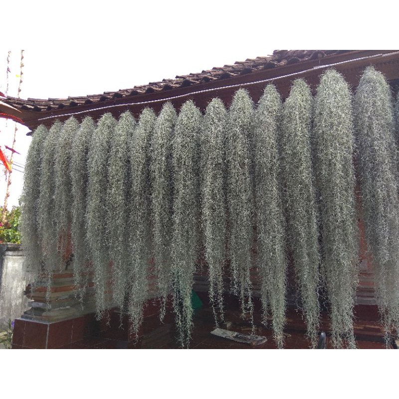 Jual jenggot musa 120-140cm - tillandsia jenggot nabi-jenggot dewa ...
