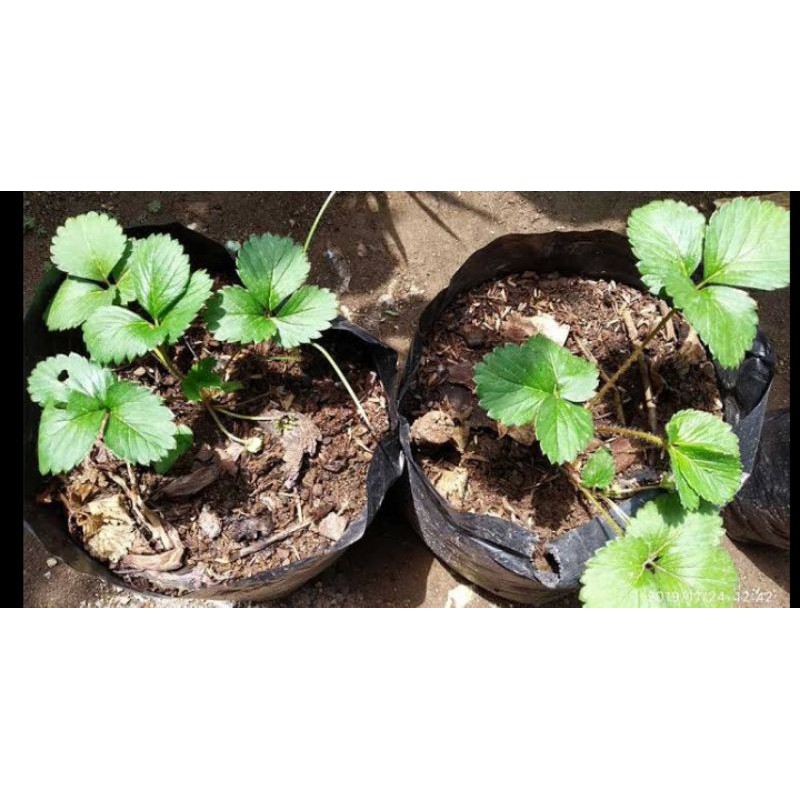 Jual Jual bibit stoberi merah jumbo berbuah dan tidak berbuah | Shopee ...