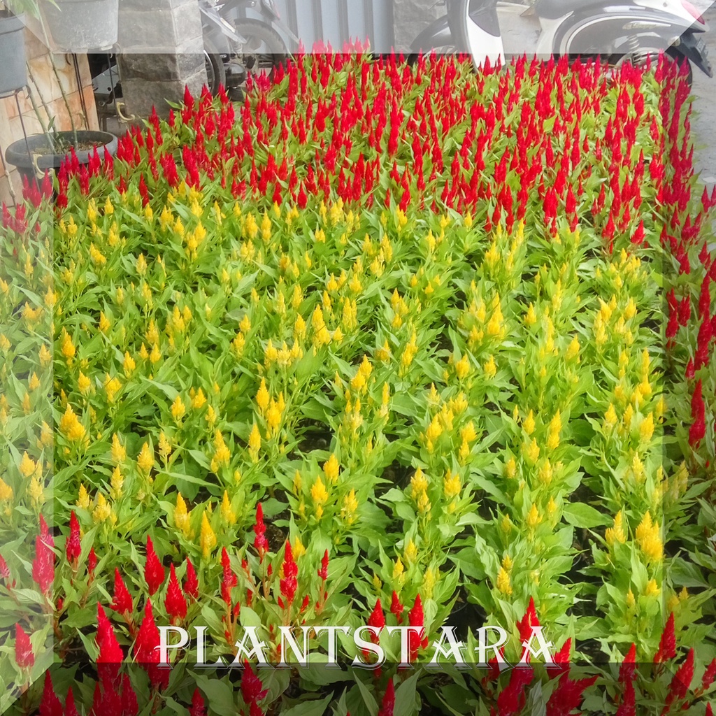 Jual Tanaman Hias Celosia (Celosia argentea) Berbunga - Bunga Jengger ...