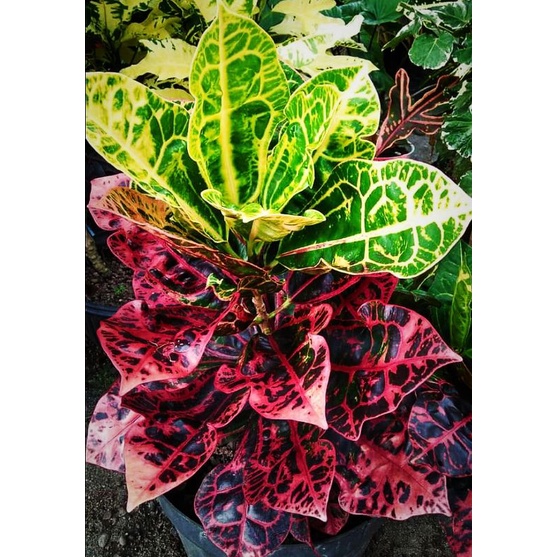 Jual Tanaman Hias Puring Kura Merah | Shopee Indonesia